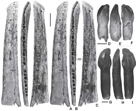 Left Dentary Ac Stereophotographs And Anterior Dentary Tooth