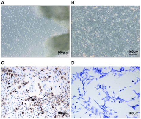 Isolation Culture And Identification Of Chondrocytes Notes A And