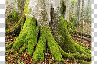 Tree Root Separative Sewer Trunk PNG Clipart Branch Christmas Tree Crown Environmental