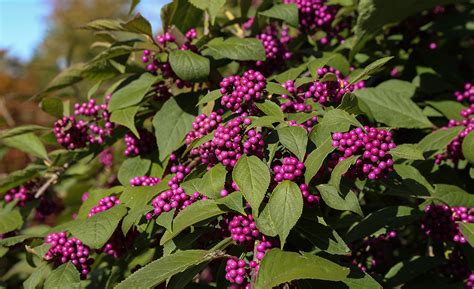 Hardy Evergreen Shrubs Zone 4 Climate