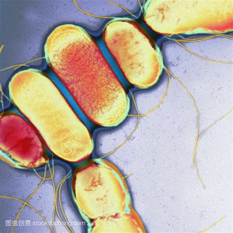 鼠伤寒沙门氏菌鼠寒沙门氏菌图片寒沙门菌第2页大山谷图库