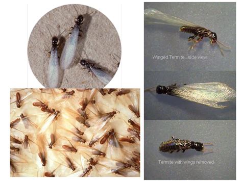 Insect Classification Lab19 Ppt
