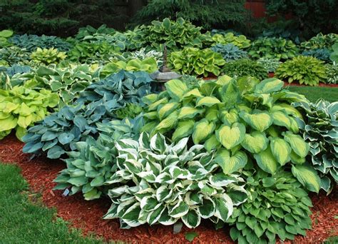 Многолетние декоративные растения для сада