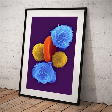 Neutrophils 6 Poster By Science Photo Library Science Photo Gallery
