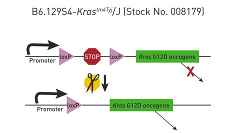 Cre Lox Breeding For Beginners Part 1