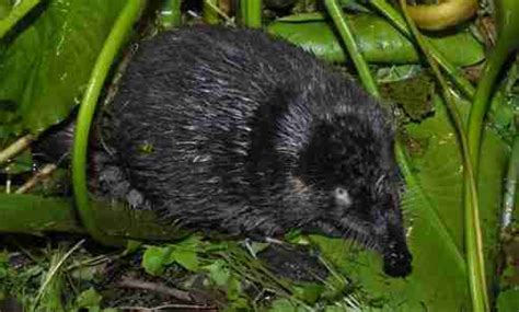 Animals Desman Zadi Bridge 2025