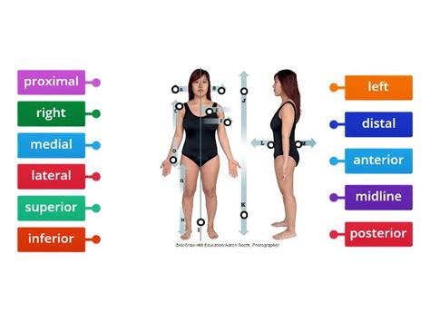 Anatomical Relative Positions Labelled Diagram