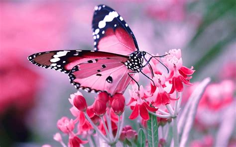 Download A Close Profile Of A Colorful Butterfly