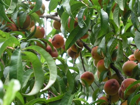 Fruit Tree Leaves With Full Of Peach Fruits Hi Res P Hd