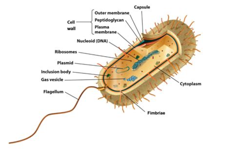 MICROBIOLOGY Lecture Bacterial Cell Structure Flashcards Quizlet