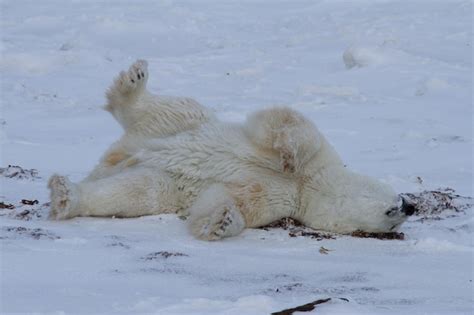 Premium Photo A Polar Bear Rolling Around In The Snow With Legs In