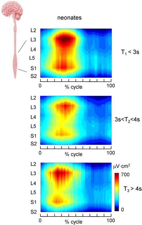 Effect Of Cycle Duration On Spatiotemporal Patterns Of Segmental Motor Download Scientific