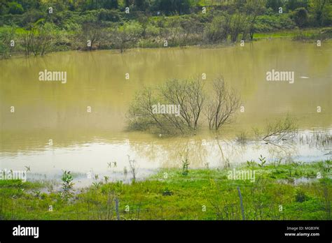 Tree With Green Branch In The River Bed After Flood Stock Photo Alamy