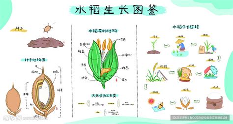 水稻生长图鉴设计图psd分层素材psd分层素材设计图库昵图网