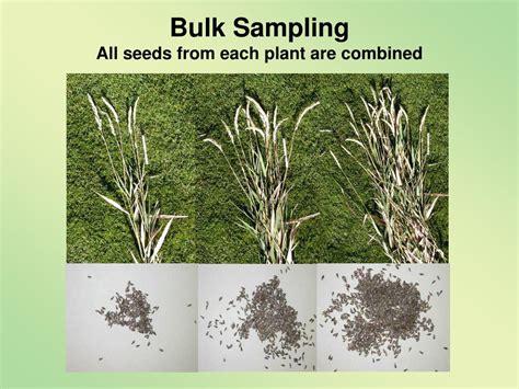 PPT Seed Sampling Techniques And Population Size PowerPoint Presentation ID 7008839