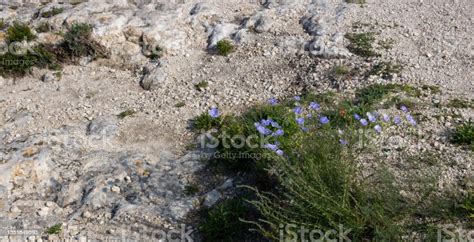 석조 도로의 배경에 아마 꽃 돌과 꽃의 대비 야생 꽃 배경 또는 화면 보호기로 사용할 수 있습니다 거리에 대한 스톡 사진 및 기타 이미지 Istock