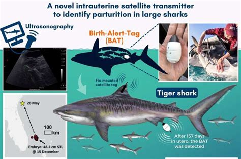 Pregnant Shark Birth Tracking Technology Provides Key Data For Species