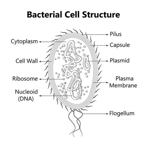 Premium Vector Bacterial Cell Anatomy Labeling Structures On A Bacillus Cell With Nucleoid Dna