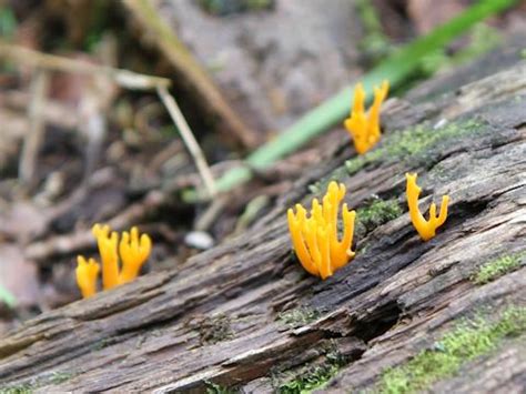 ツノマタタケ Guepinia spathularia