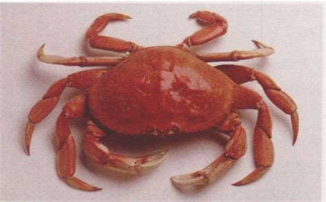 螃蟹 养生食谱 医学