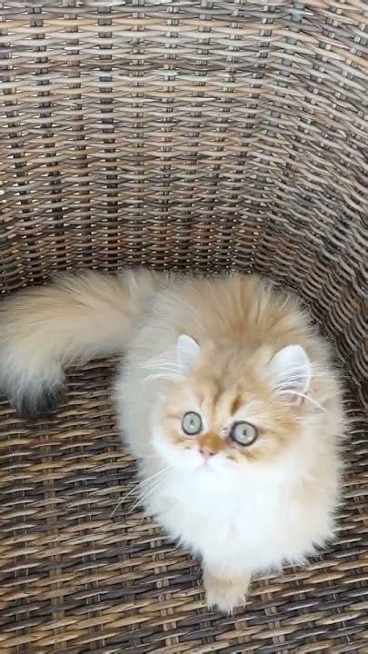 Панчо ждёт своих мам пап Youtube