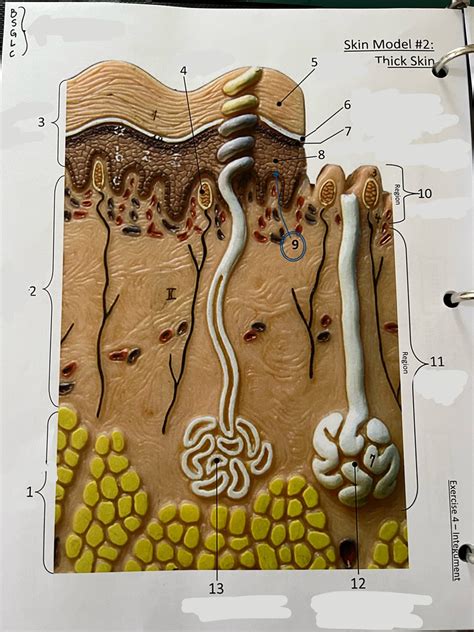 Aandp Ch 4 Skin Model 2 Thick Skin Diagram Quizlet