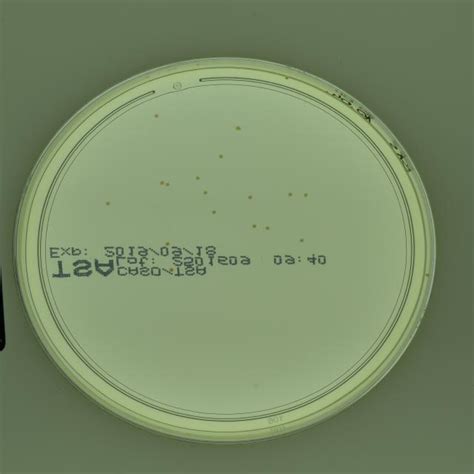 How To Use The Fase Object Detection Api