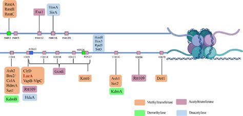 The Ptms On Histones H3 And H4 Are Associated With Fungal Development