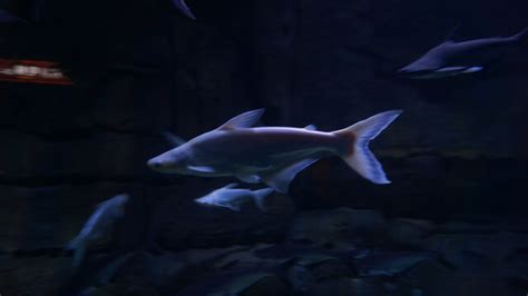 鱼图片素材 鱼设计素材 鱼摄影作品 鱼源文件下载 鱼图片素材下载 鱼背景素材 鱼模板下载 搜索中心