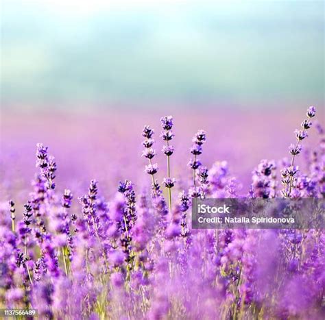 라벤더 꽃여름 보라색 라벤더 밭 위에 일몰 발 렌 솔 인근 프랑스 프로방스의 라 반 다 들판에서 향기로운 꽃의 무리 꽃 식물에 대한 스톡 사진 및 기타 이미지 Istock