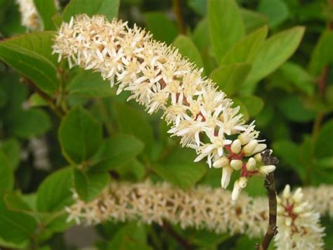 Itea Virginica Dirk Waelkens