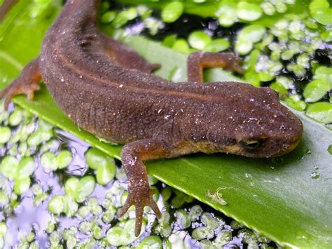 Smooth Newt Naturespot