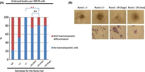 Ktamk Mutant Runx1 Retains Its Ability To Rescue The In Vitro Download Scientific Diagram