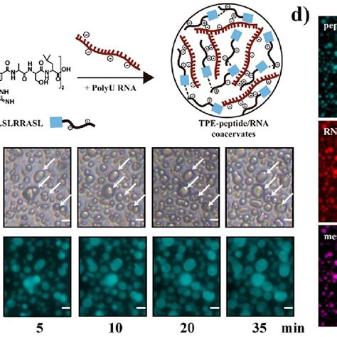 Synthesis Of Tpe Rrasl N Luminogen And Formation Of Coacervates With Download Scientific