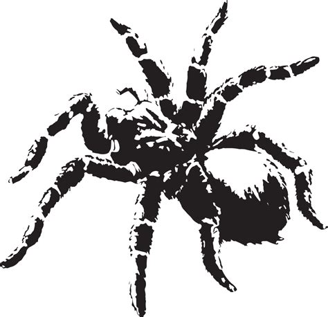 Spider Vector Png