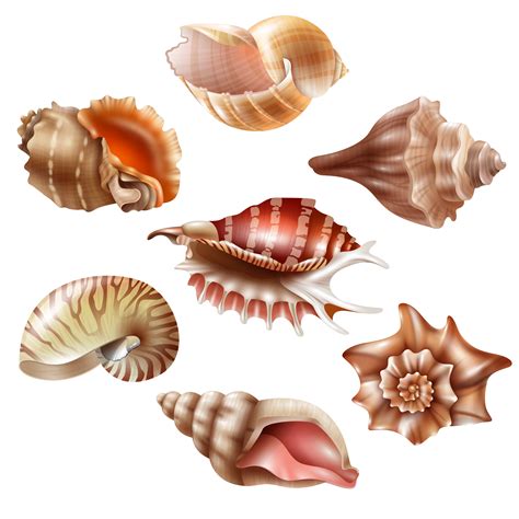Seashell Digital Vector Clip Art Seashore Clipart Design My Xxx Hot Girl