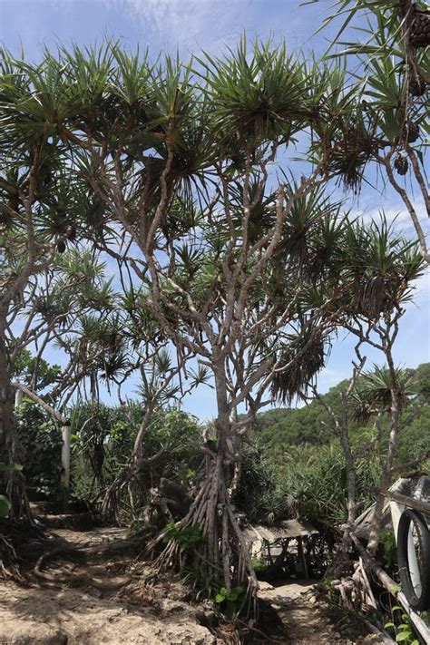 Pandanus Tree In The Beach Stock Image Image Of Plant 267789495