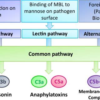 Complement Activation Pathways And Bioactive Molecules Complement Is Download Scientific