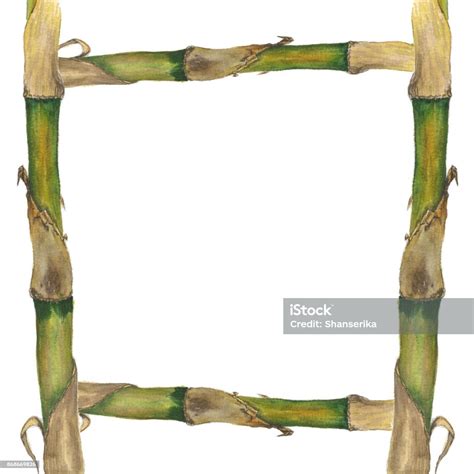 흰색 바탕에 절연 로프와 수채화 대나무 프레임 종이에 손 그림 0명에 대한 스톡 벡터 아트 및 기타 이미지 0명 Feng 간판 Istock