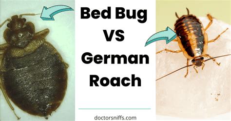 Bed Bugs Vs Roaches What Are The Differences