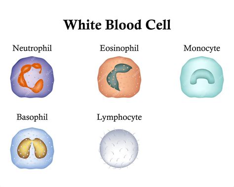 Tipo De Glóbulos Brancos Neutrófilos Eosinófilos Monócitos Basófilos Linfócitos Ilustração Do