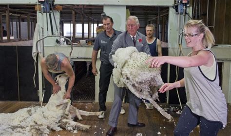 Prince Charles Enjoys A Day Of Fleece Throwing And Sheep Shearing In