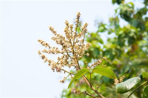 Premium Photo Longan Flowers In Garden With Background Soft Blue Sky