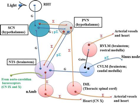 Neuroanatomical Network Involved In The Cr Of Bp Rht The Download Scientific Diagram