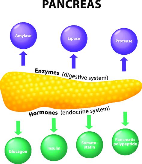 Difference Between Enzymes And Hormones With Comparision Chart Bio My XXX Hot Girl