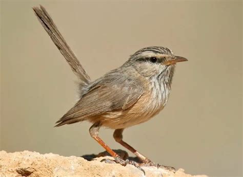 30 Brown Birds With Yellow Beaks Pictures And Identification