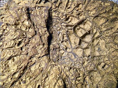 Calvert Cliffs Fossils Swordwhale Walking Illustration Webcomic Stories Photojourneys Videos