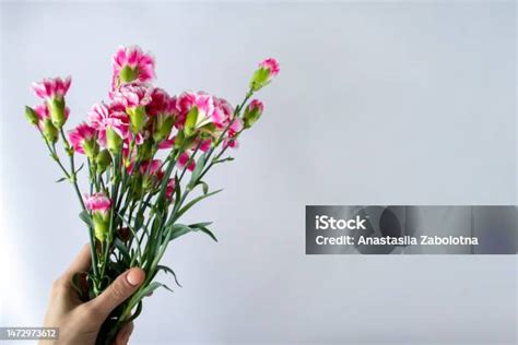 여자의 손에 분홍색 카네이션 꽃다발 텍스트 공간을 복사합니다 감사에 대한 스톡 사진 및 기타 이미지 감사 감사합니다 감정 Istock