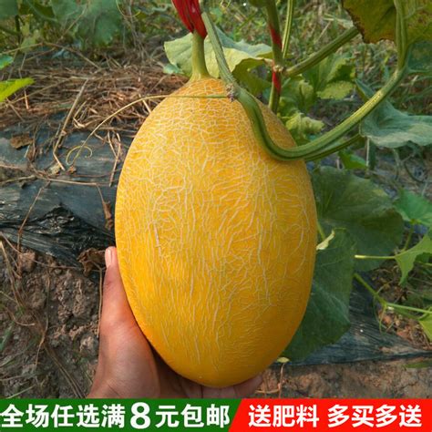 新疆哈密瓜甜瓜种子蜜黄金黄皮桔红肉哈蜜瓜种籽网纹橙肉水果种子 虎窝淘