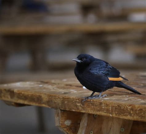 Plain Language Summary Peoples Interactions With Nature How They Vary Between Green Spaces